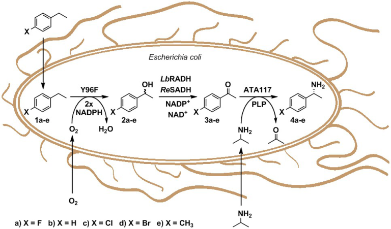CHEM21 Case Study: Formal Stereoselective C-H Amination – ACS GCI ...
